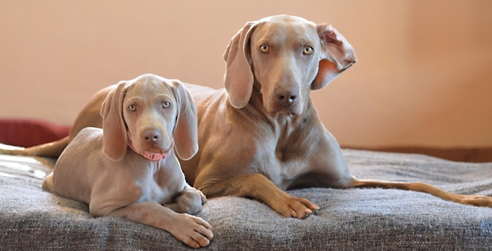 Štěňata :: SilverImage